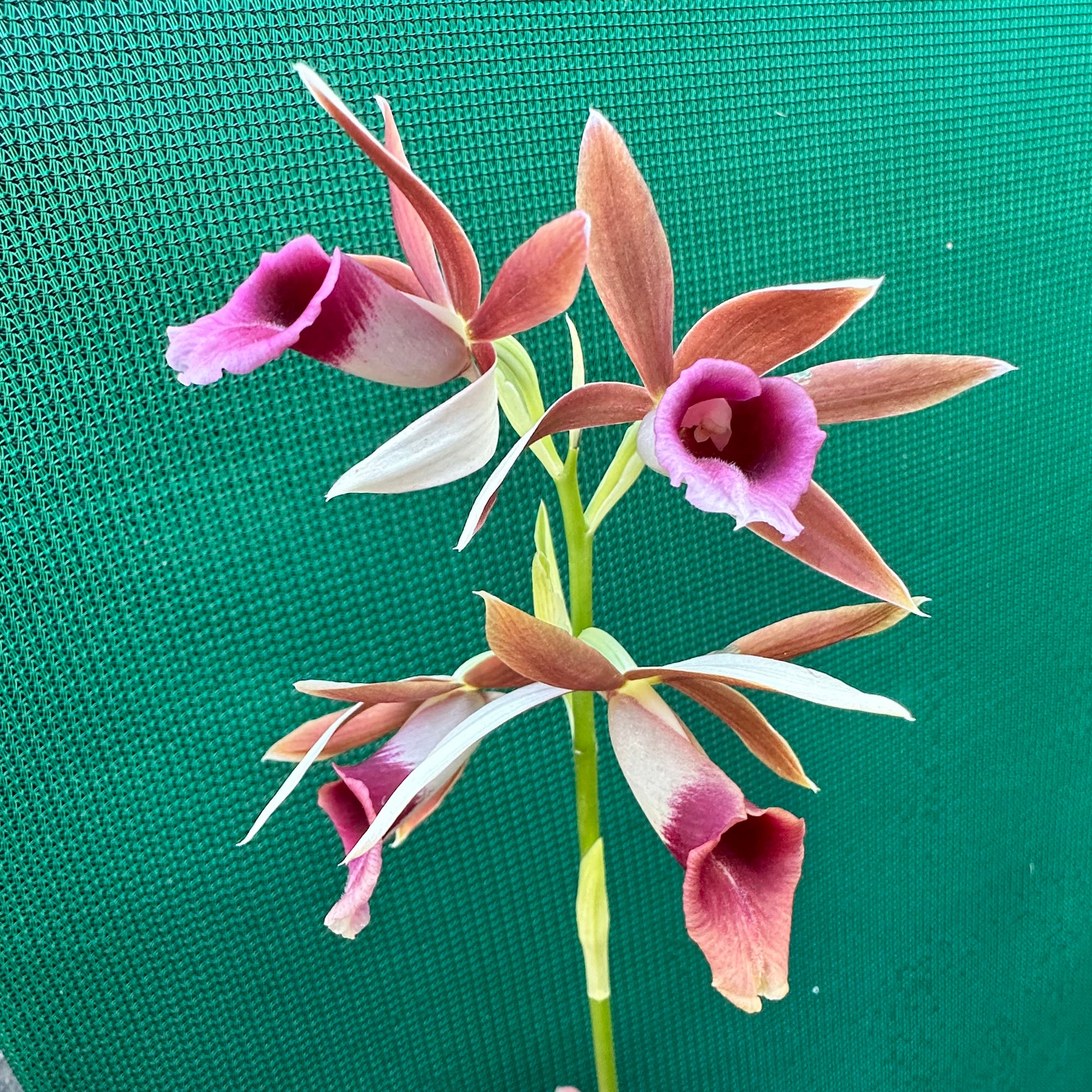 Swamp Orchid - Phaius australis - Air Plant Decor
