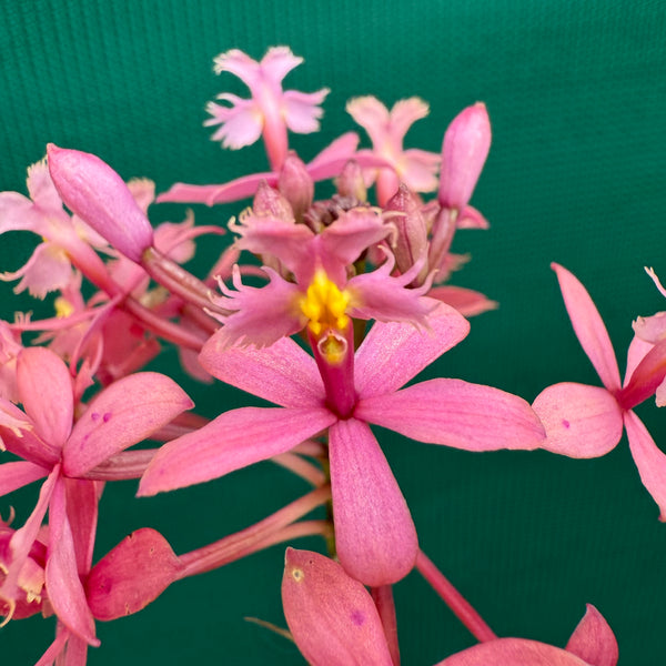 Epidendrum radicans ‘Light Pink’ - Air Plant Decor