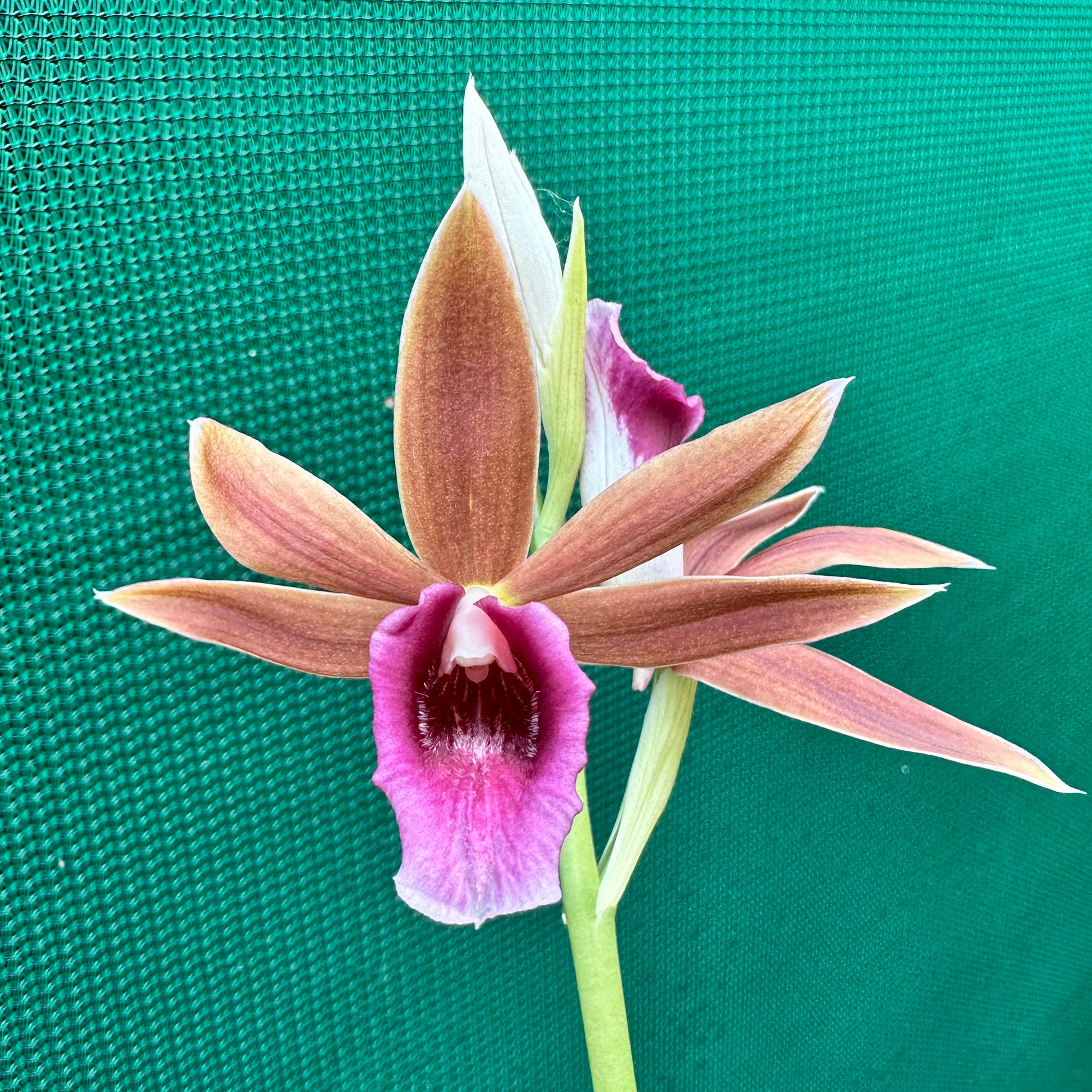 Swamp Orchid - Phaius australis - Air Plant Decor