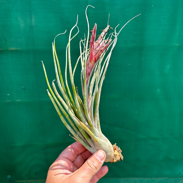 Tillandsia - Veteran x bulbosa ‘Belize’ ex. GS - Air Plant Decor