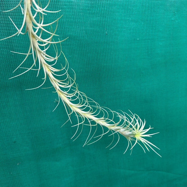 Tillandsia - araujei ‘Long Caulescent’ ex. PT - Air Plant Decor
