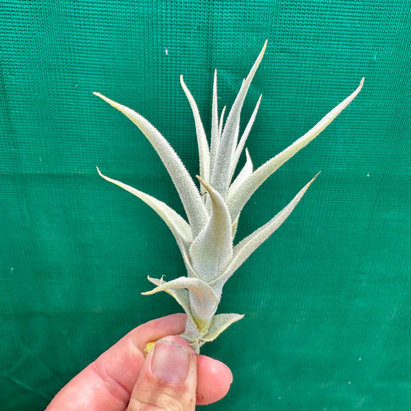 Tillandsia - straminea ‘Small Caulescent’ (Fragrant) - Air Plant Decor
