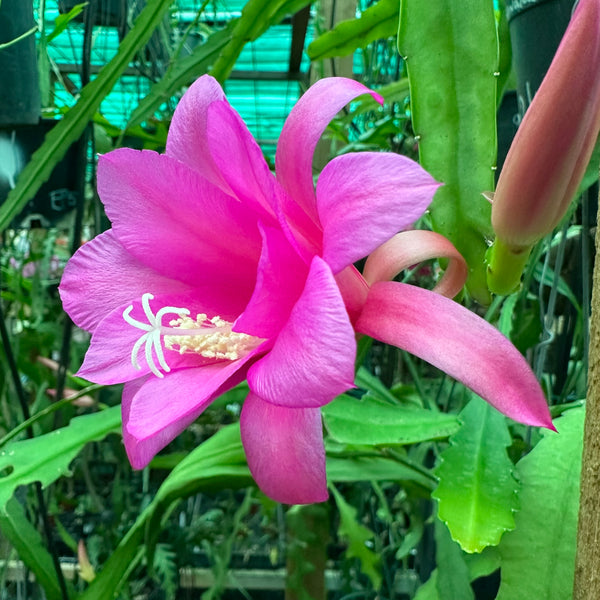 Disocactus Chiapis Nelsonii Mexico - EP7 - Air Plant Decor