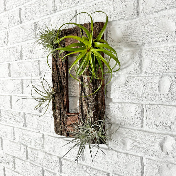Living Picture Frame - Air Plant Decor