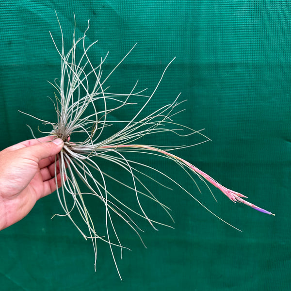Tillandsia - setacea ex. JO - Air Plant Decor