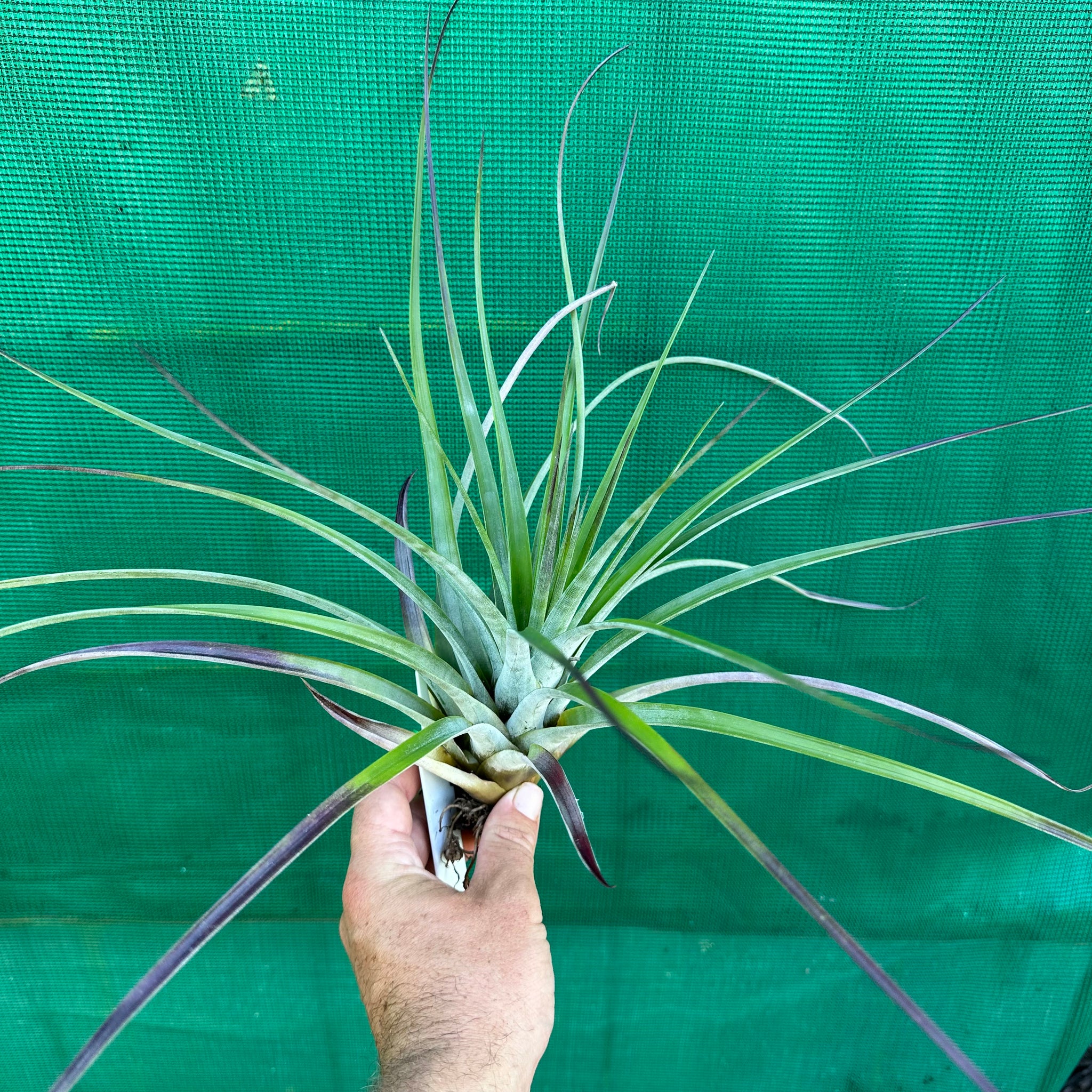 All Air Plants Page 8 - Air Plant Decor