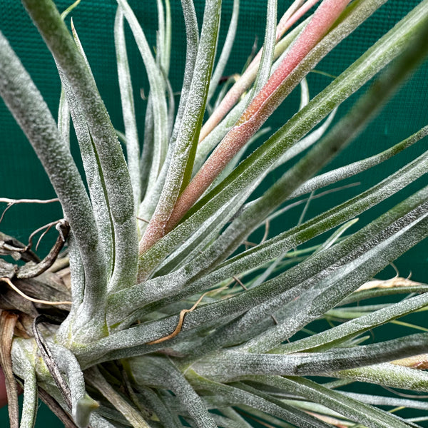 Tillandsia - Tooshi F2 - Air Plant Decor