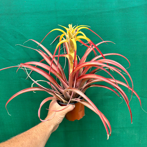 Tillandsia - capitata ‘Marron’ ex. PT - Air Plant Decor