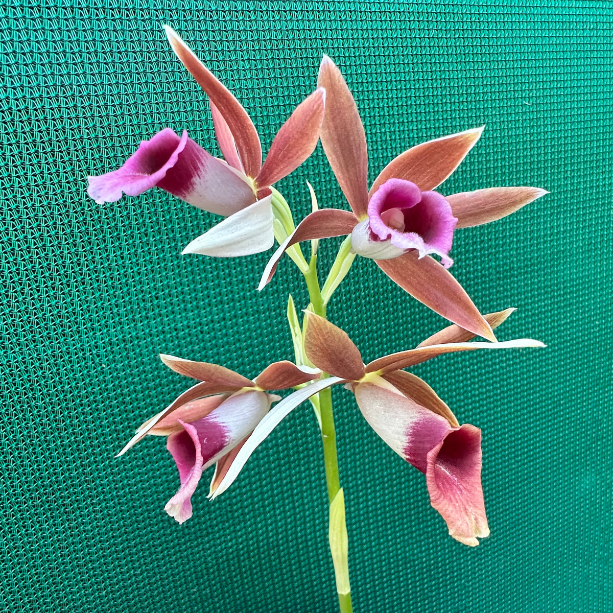 Swamp Orchid - Phaius australis - Air Plant Decor