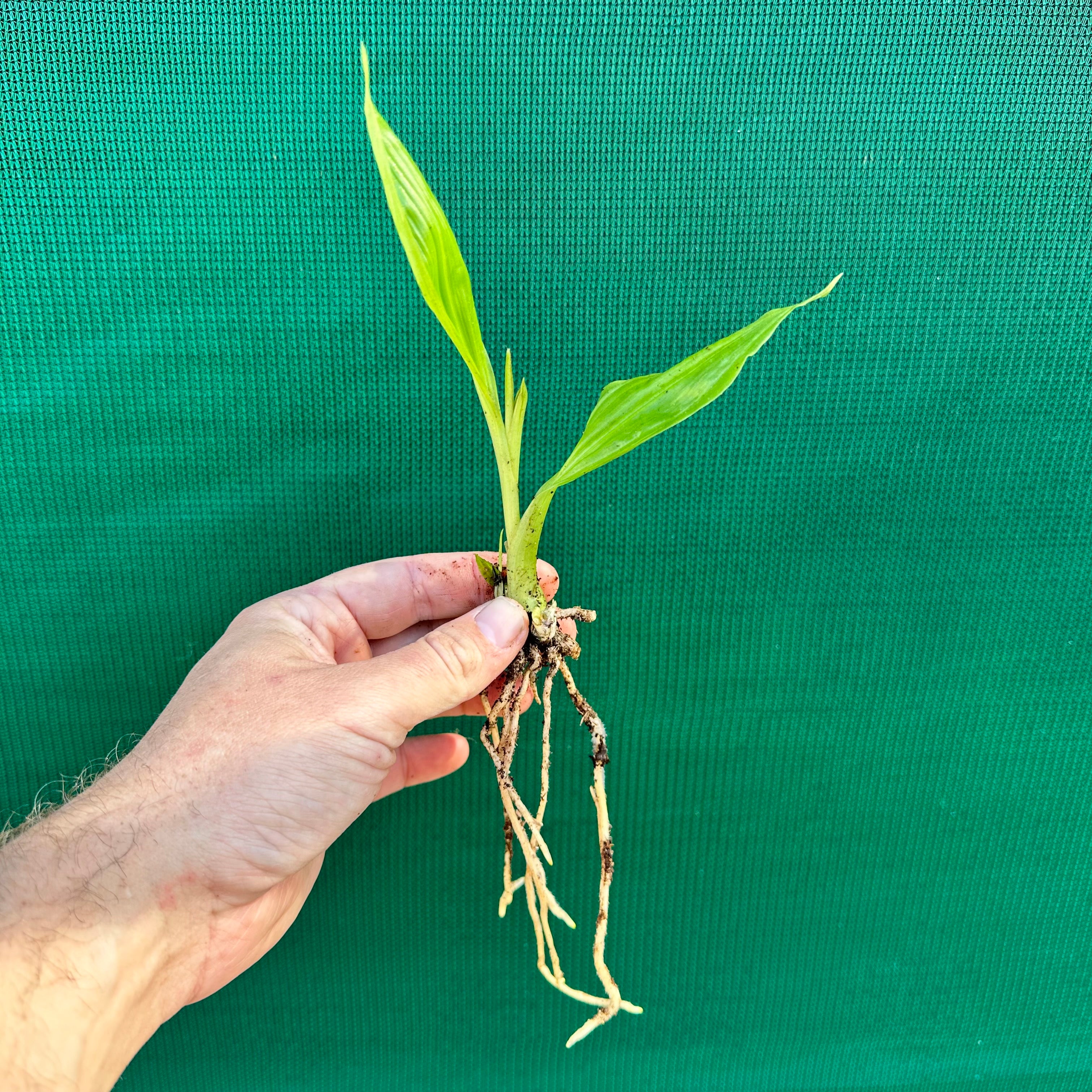 Swamp Orchid - Phaius australis - Air Plant Decor