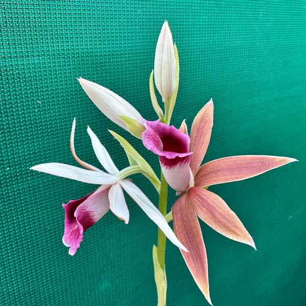 Swamp Orchid - Phaius australis - Air Plant Decor