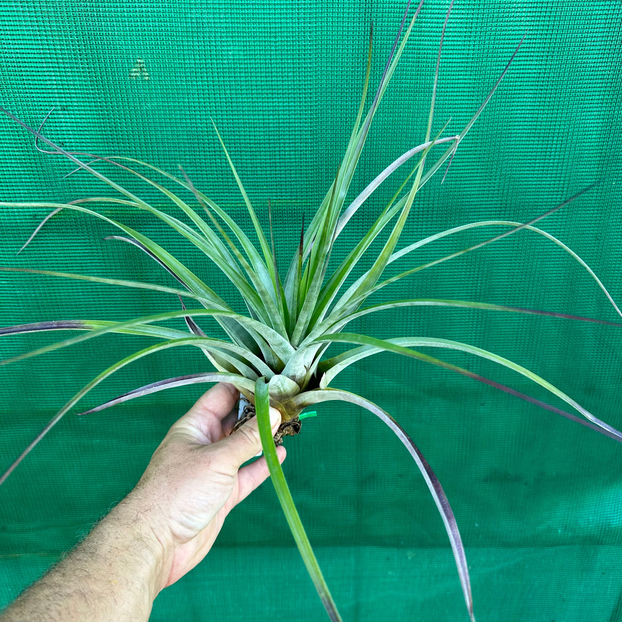 All Air Plants Page 8 - Air Plant Decor