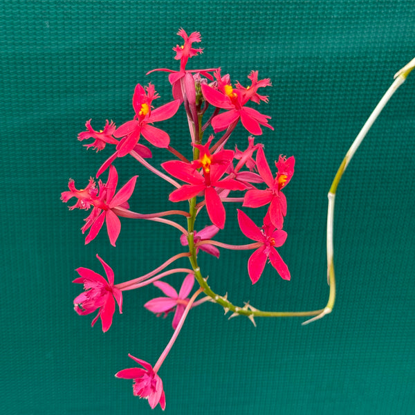 Epidendrum ‘Open Red’ - Air Plant Decor