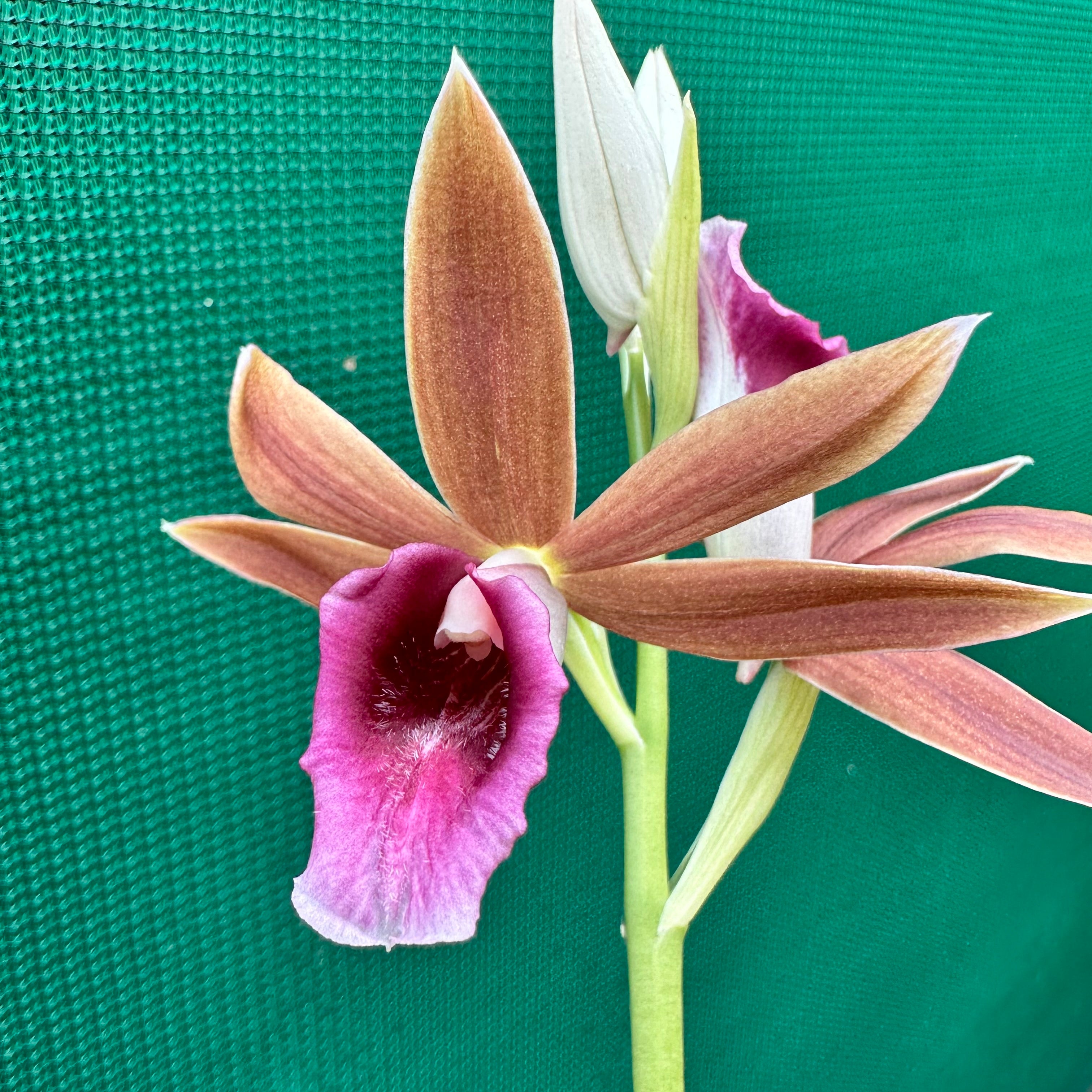 Swamp Orchid - Phaius australis - Air Plant Decor