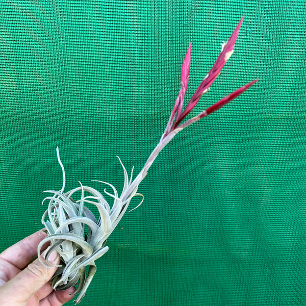 Tillandsia - lorentziana ‘Dark Red’ ex. LH - Air Plant Decor