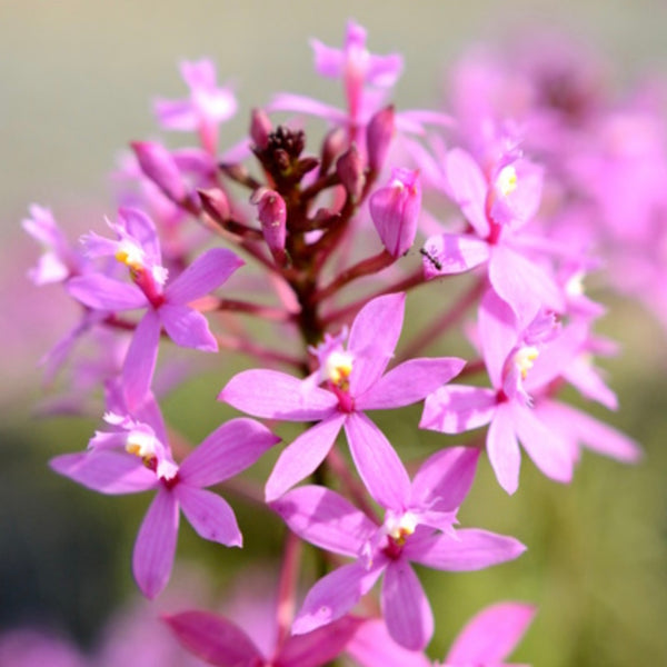 Epidendrum radicans ‘Light Pink’ - Air Plant Decor
