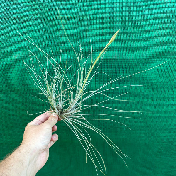Tillandsia - Setacea ex. JO NEW - Air Plant Decor