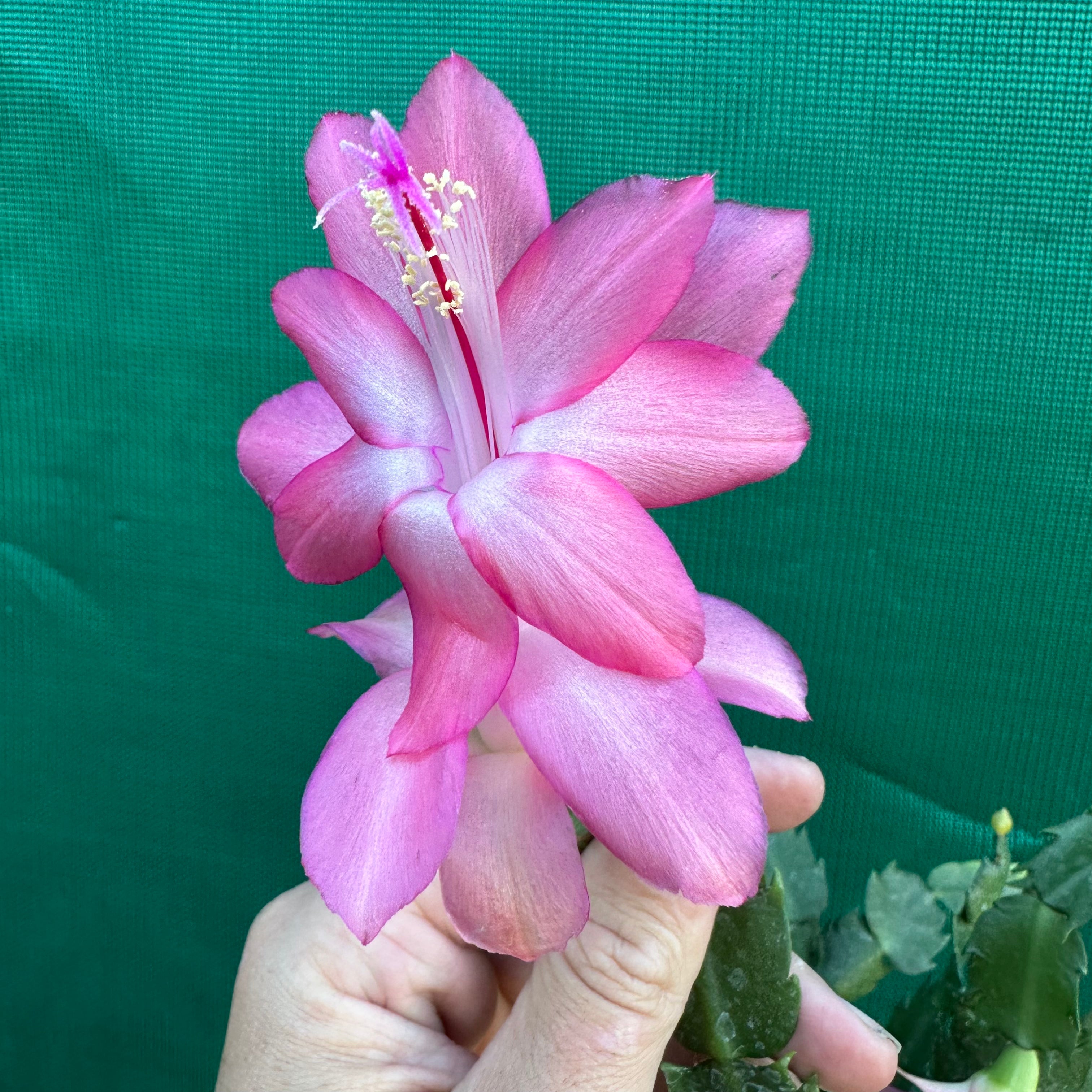 Zygocactus Sunset - Air Plant Decor