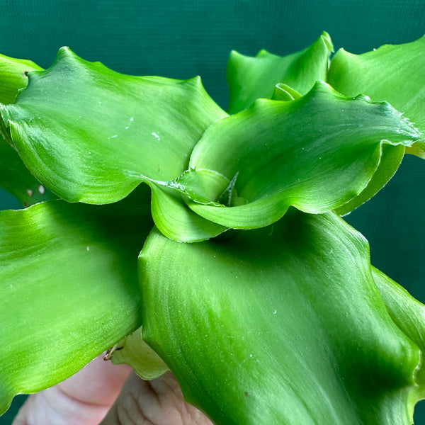 Cryptanthus - Bob Whiteman - Air Plant Decor
