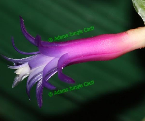 Disocactus amazonicus - EP5 - Air Plant Decor