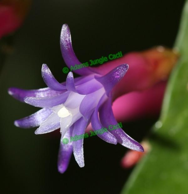 Disocactus amazonicus - EP5 - Air Plant Decor