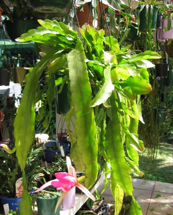 Disocactus Nelsonii Hybrid - D2 - Air Plant Decor