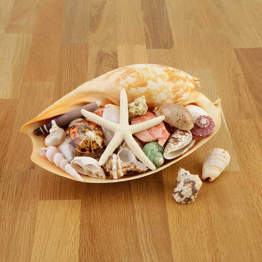 Mega Shell Pack - Air Plant Decor