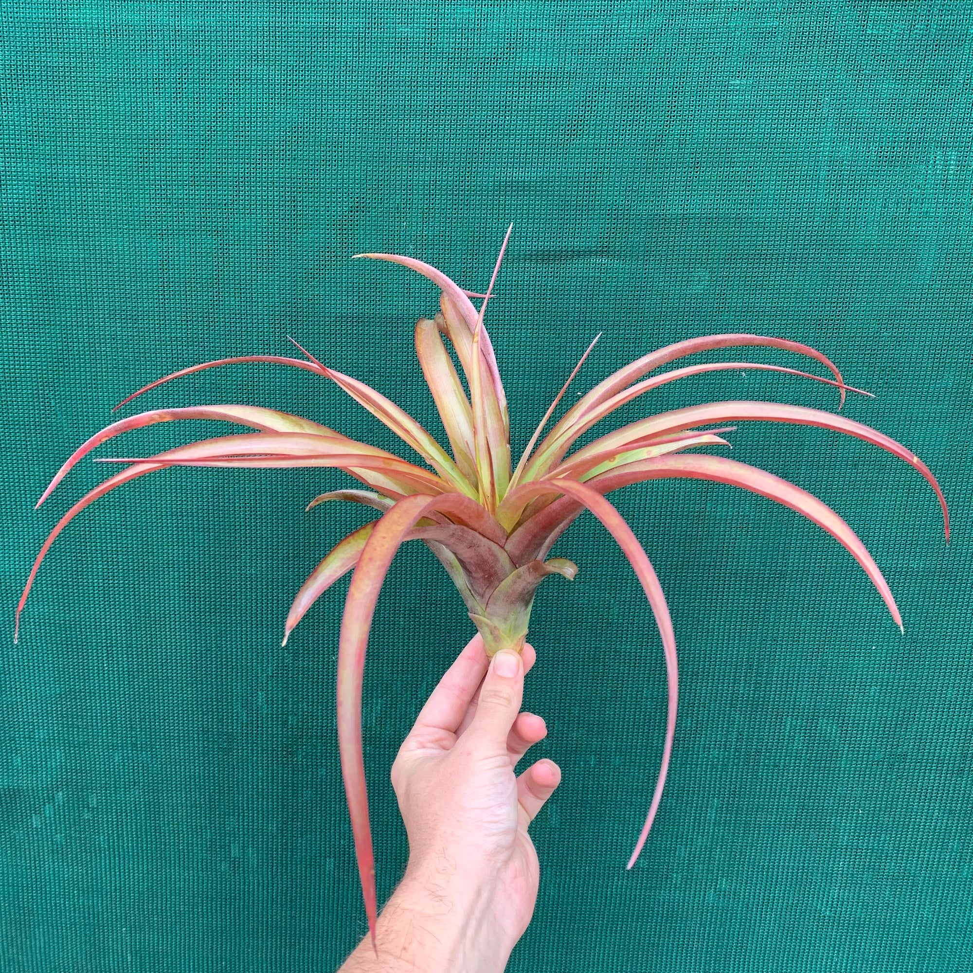 Tillandsia - capitata ‘Red’ - Air Plant Decor
