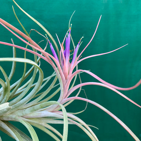 Tillandsia - Bob’s Pick ex. JO - Air Plant Decor