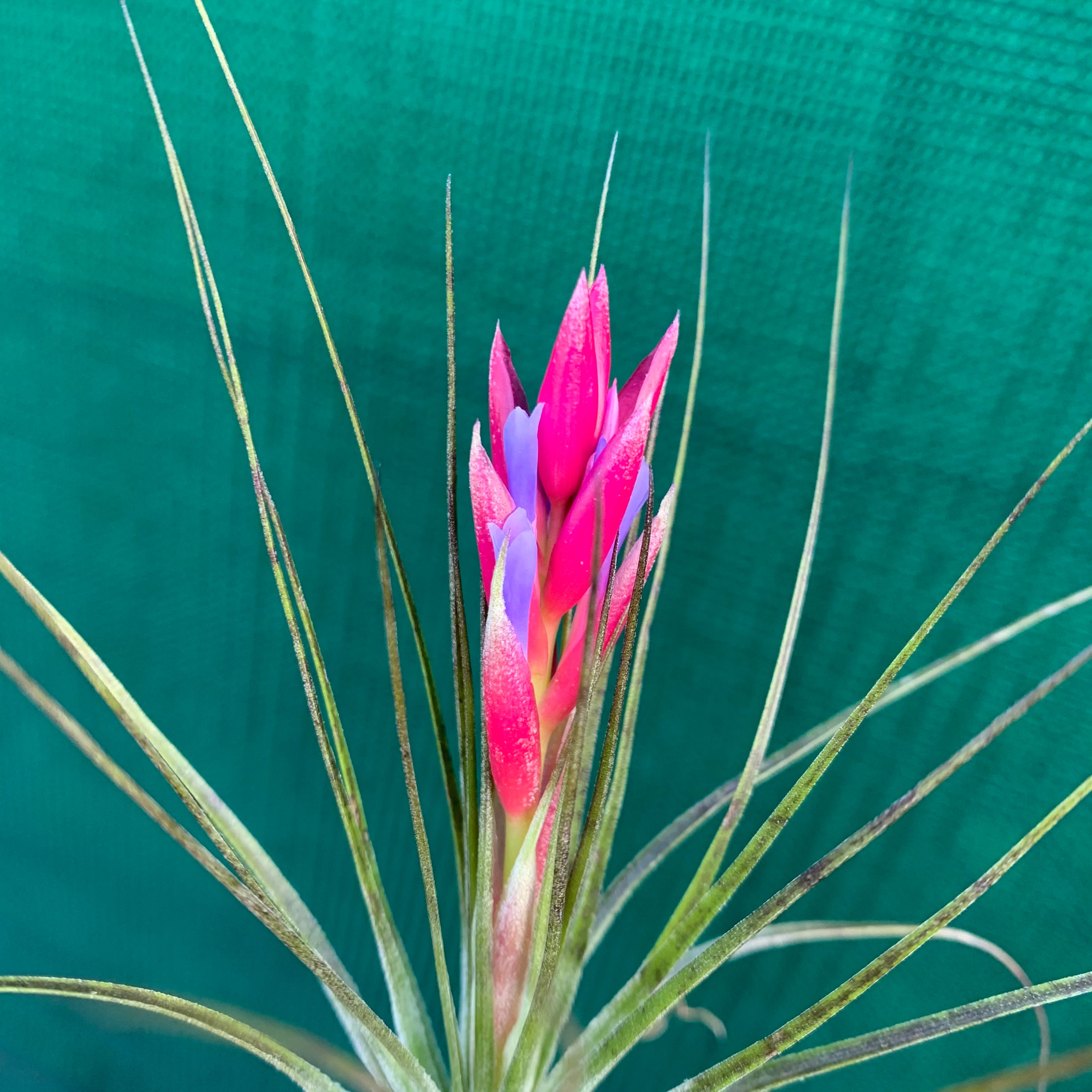 Tillandsia - stricta 'Red' - Air Plant Decor