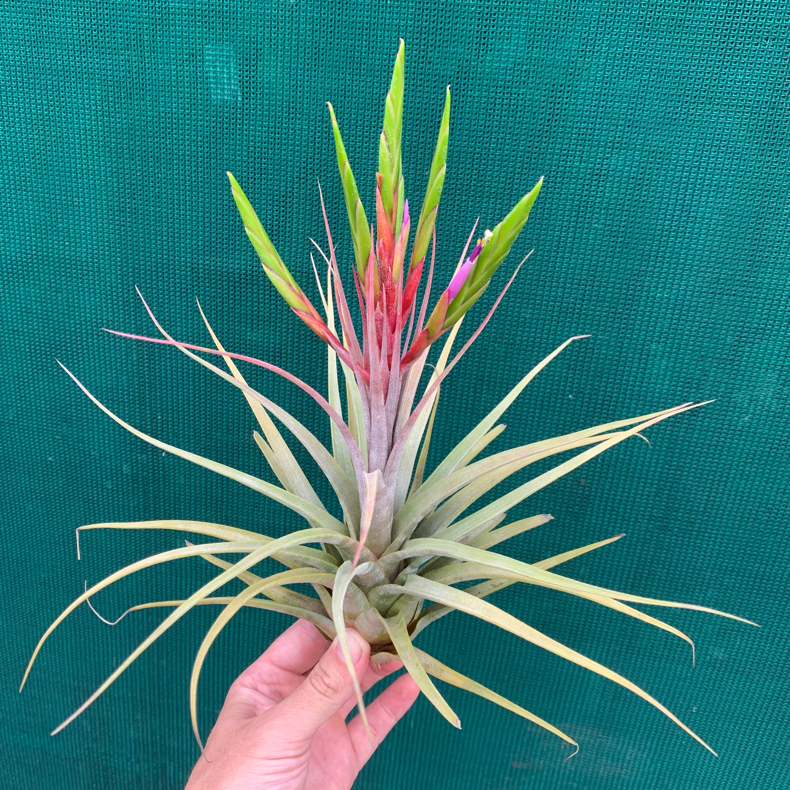 Tillandsia - Redy - Air Plant Decor