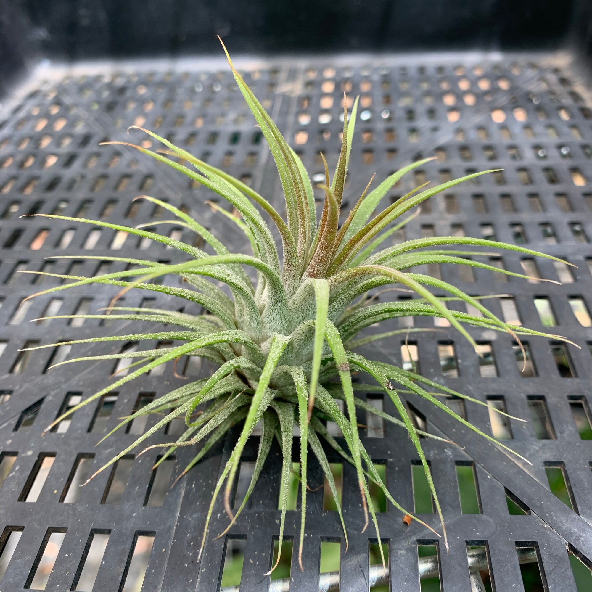 Tillandsia - ionantha ‘Thai Stricta’ - Air Plant Decor