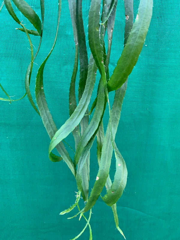 Disocactus Nelsonii Mexico - EP4 - Air Plant Decor