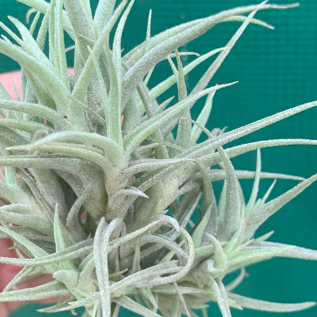 Tillandsia - marconae PB313 (Fragrant) - Air Plant Decor