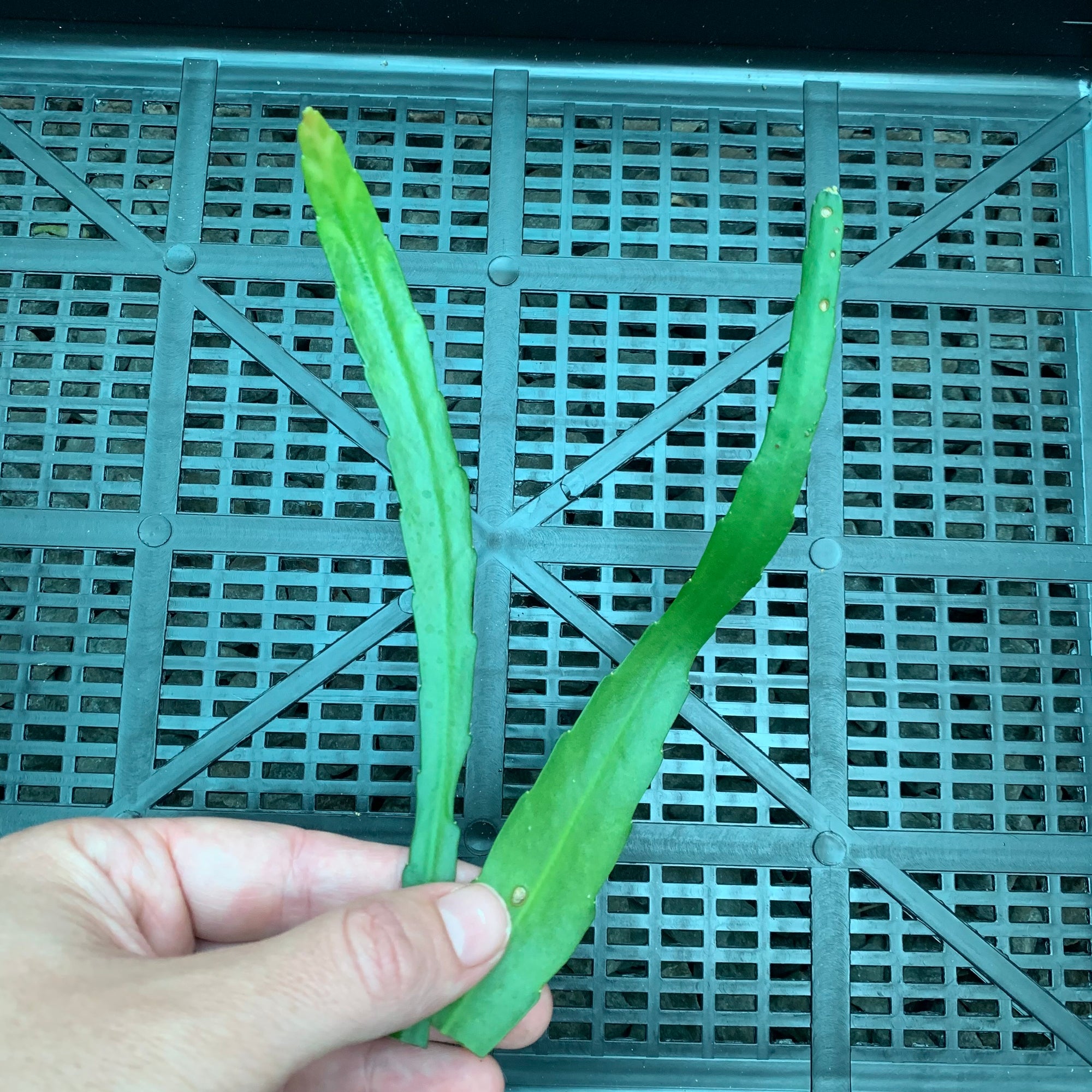 Disocactus Nelsonii Mexico - EP4 - Air Plant Decor
