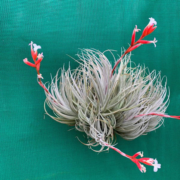 Tillandsia - subsecundifolia ‘Red’ ex. BD - Air Plant Decor