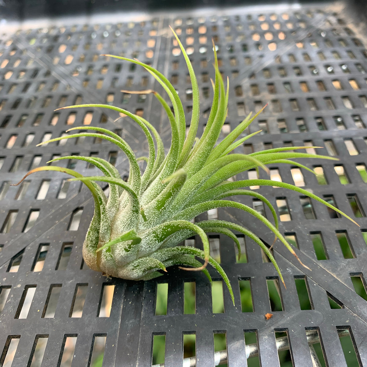 Tillandsia - ionantha ‘Thai Stricta’ - Air Plant Decor