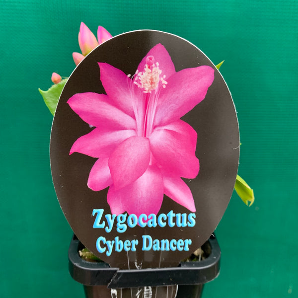 Zygocactus Cyber Dancer - Air Plant Decor
