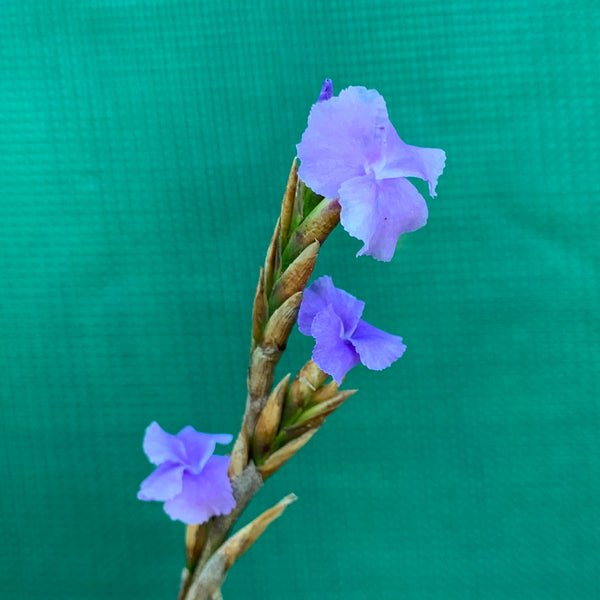 Tillandsia - paleacea ‘Giant Form’ ex. PT - Air Plant Decor