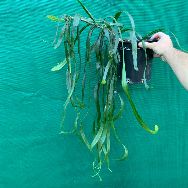 Disocactus Nelsonii Mexico - EP4 - Air Plant Decor