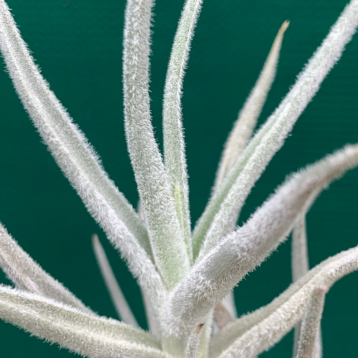 Tillandsia - paleacea ‘Furry’ ex. KK - Air Plant Decor
