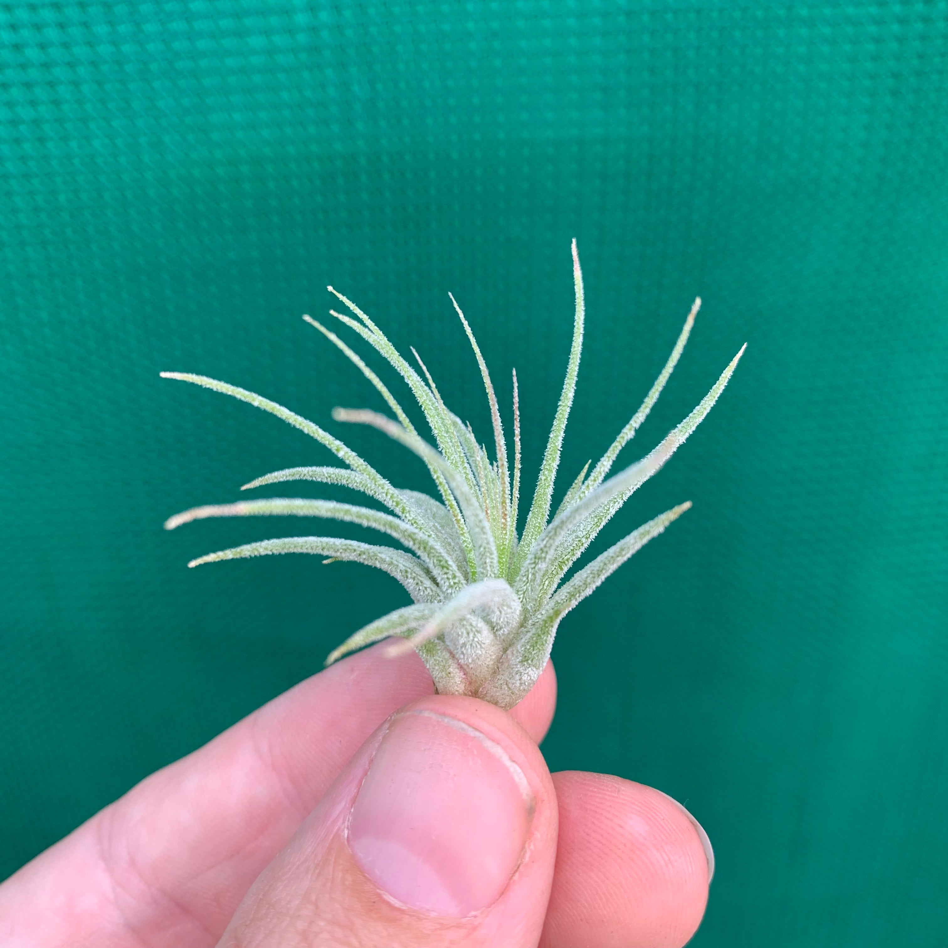 Tillandsia - ionantha ‘Thai Stricta’ - Air Plant Decor