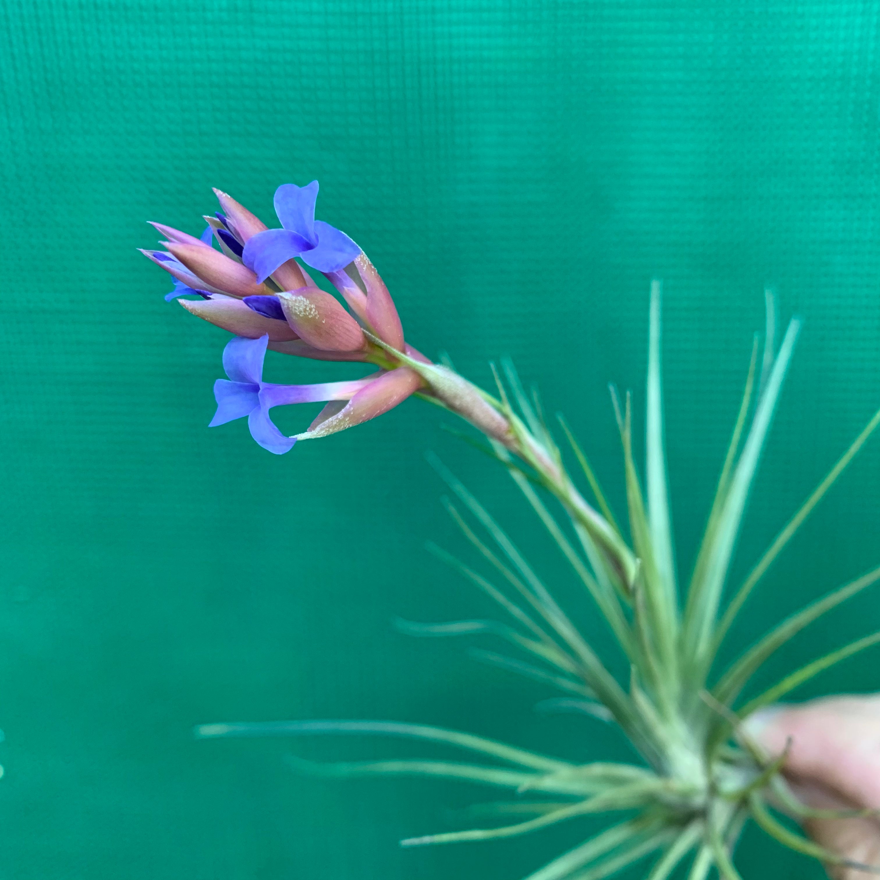 Tillandsia - Purple Razz ex. BG - Air Plant Decor