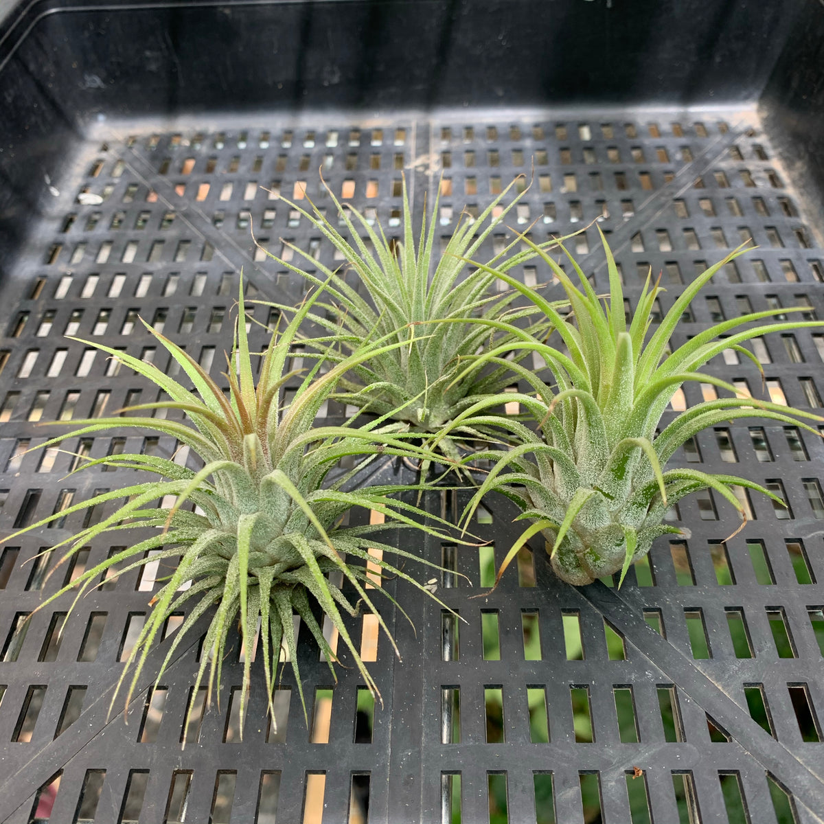 Tillandsia - ionantha ‘Thai Stricta’ - Air Plant Decor